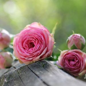 How to grow and care for roses | Stodels Garden Centre