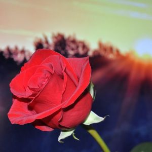 How to grow and care for roses | Stodels Garden Centre
