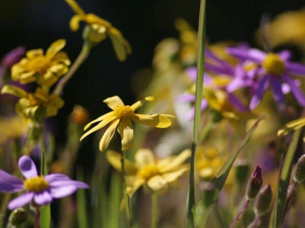 How to grow indigenous spring meadow - Stodels