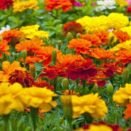 MARIGOLD 6-PACK - Stodels Garden Centre