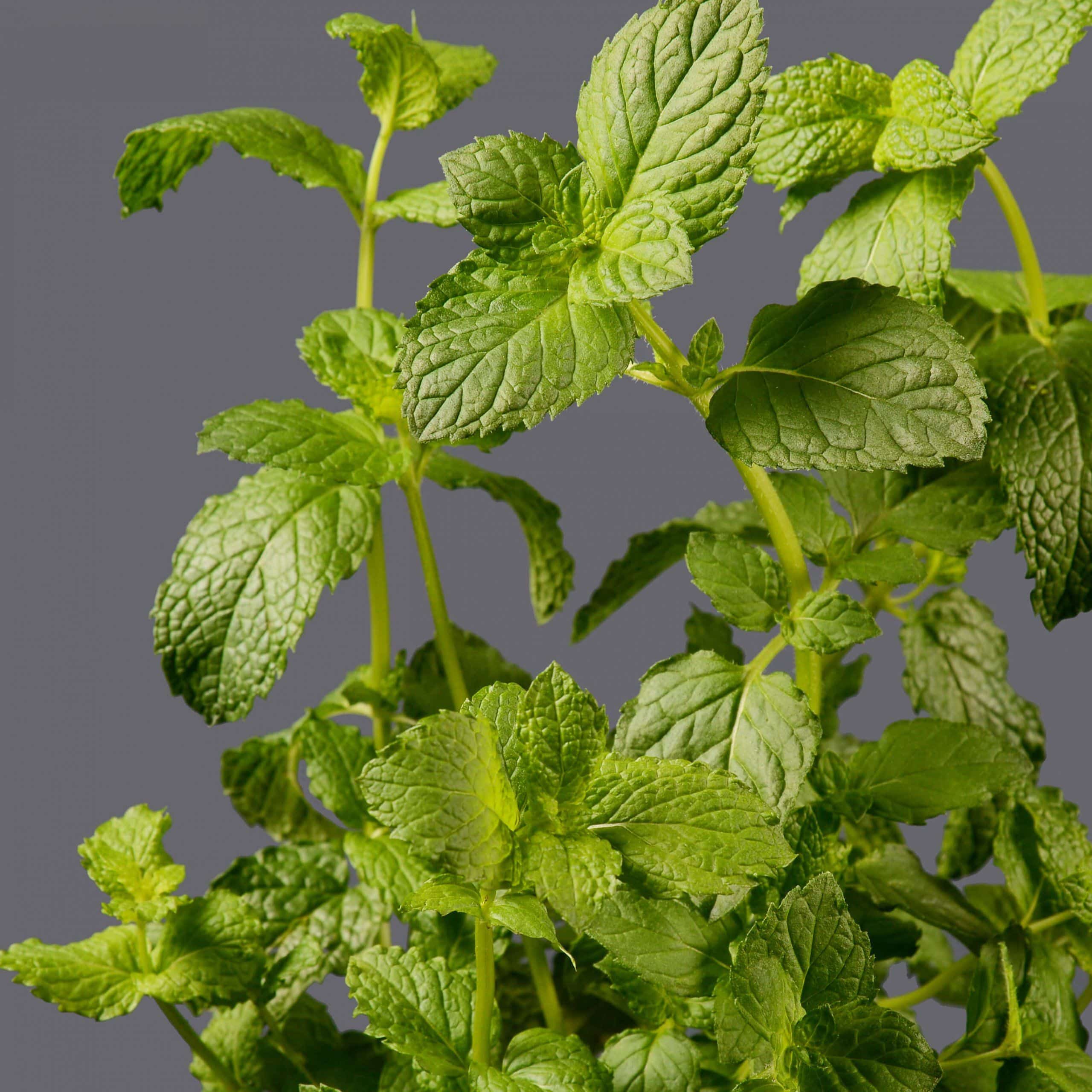 Garden Mint 12cm | Stodels Online Store