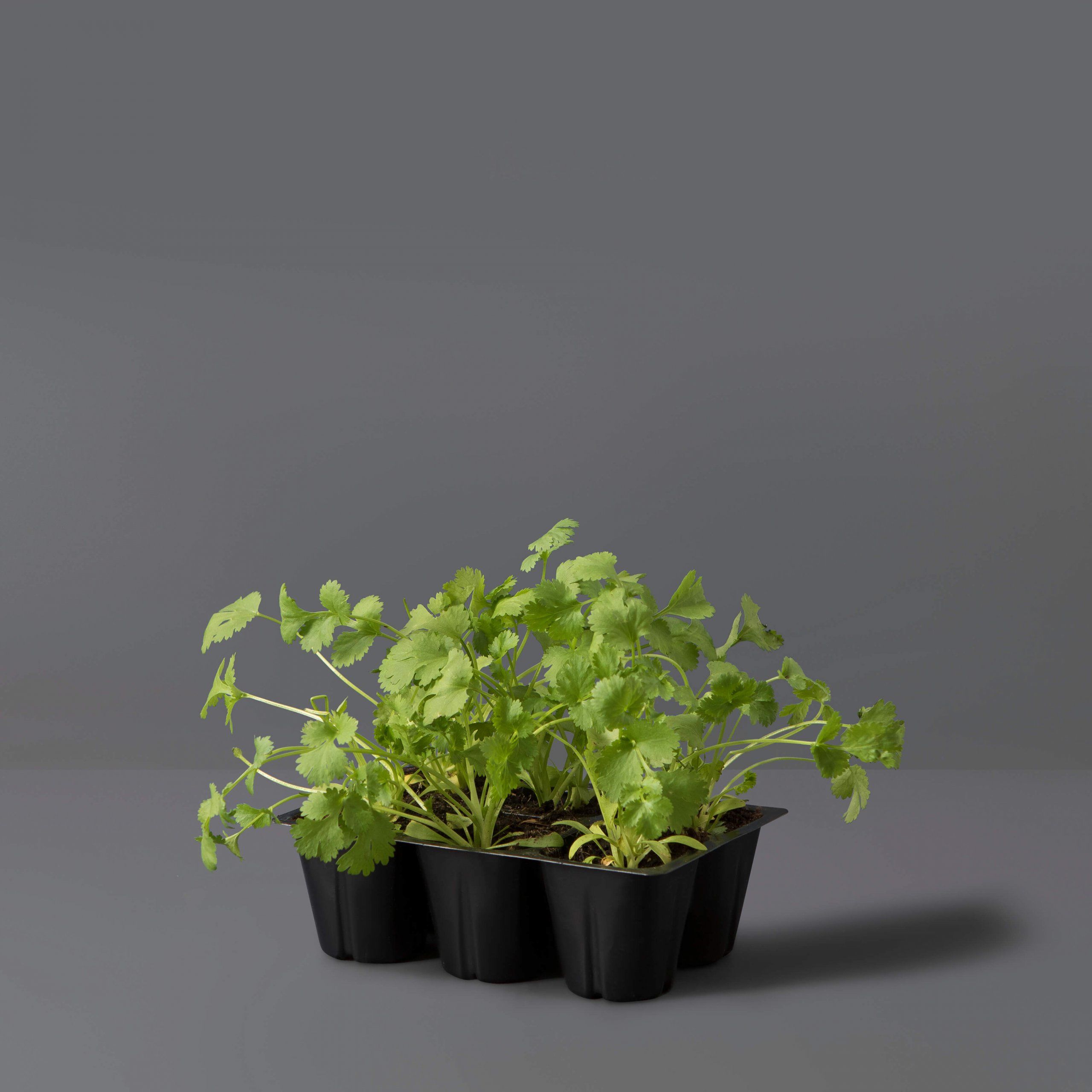 CORIANDER 6-PACK - Stodels