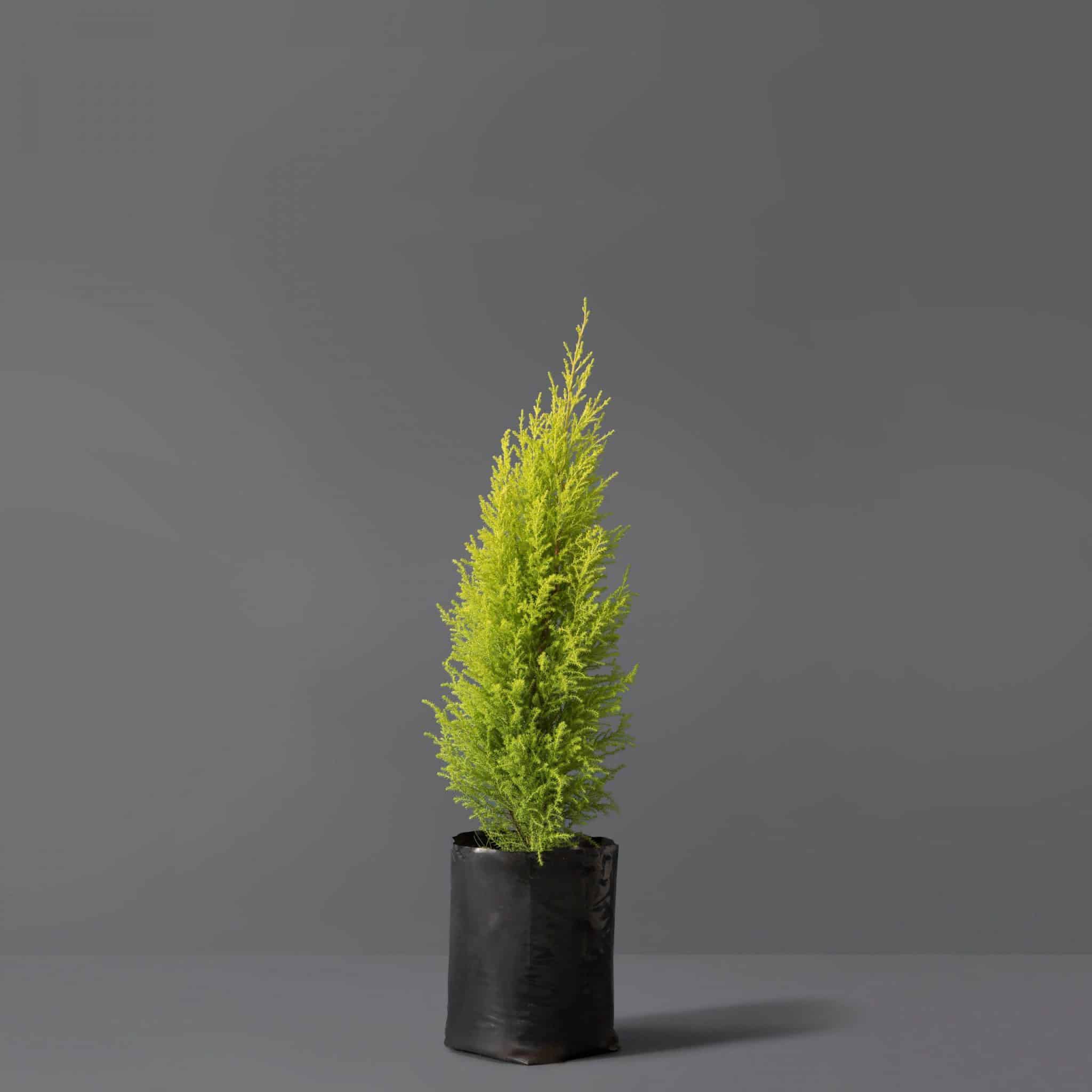 Spotlight on spring-flowering vygies | Stodels Nursery