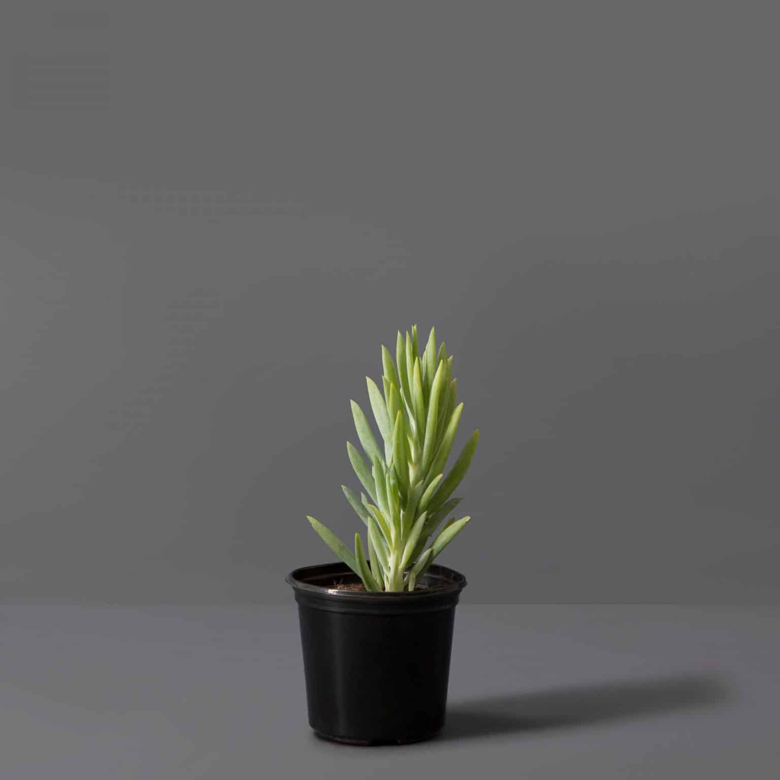 Plant a pomegranate tree - Stodels