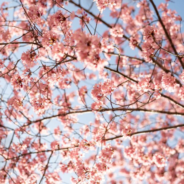 Fruit trees Archives - Stodels