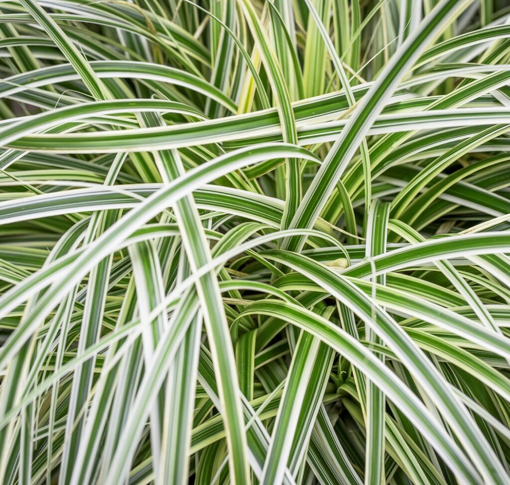 CAREX FEATHER FALLS 17CM - Stodels