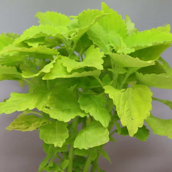 Trees, Shrubs & Outdoor Plants Archives - Stodels