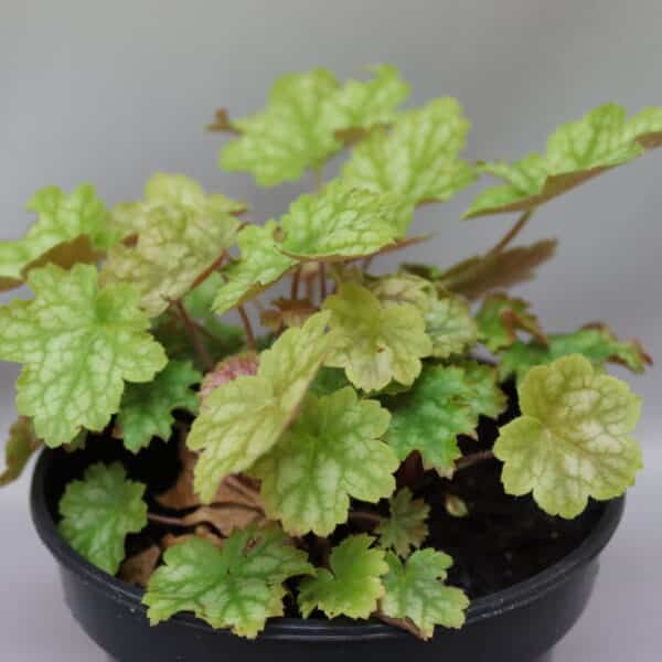Trees, Shrubs & Outdoor Plants Archives - Stodels