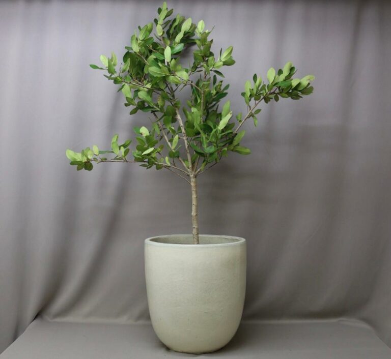 SYZYGIUM CORDATUM - Stodels