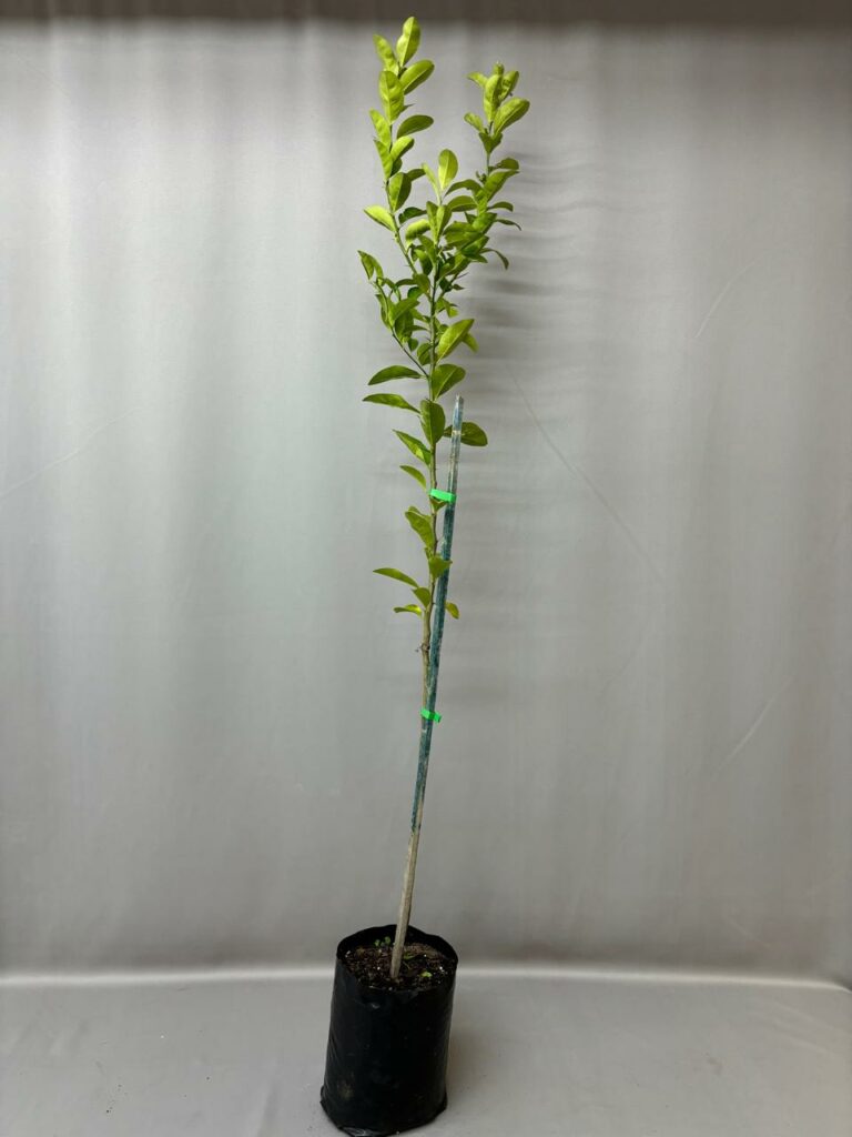 LEMON CAPE ROUGH TREE - Stodels