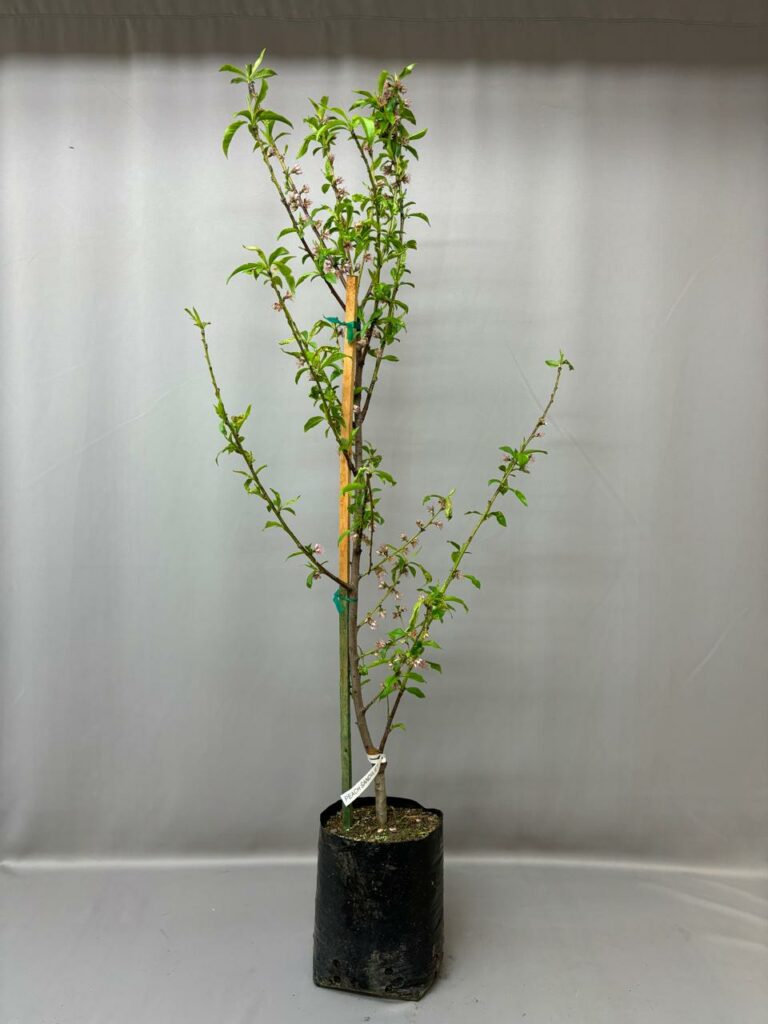 PEACH SANDVLIET TREE - Stodels