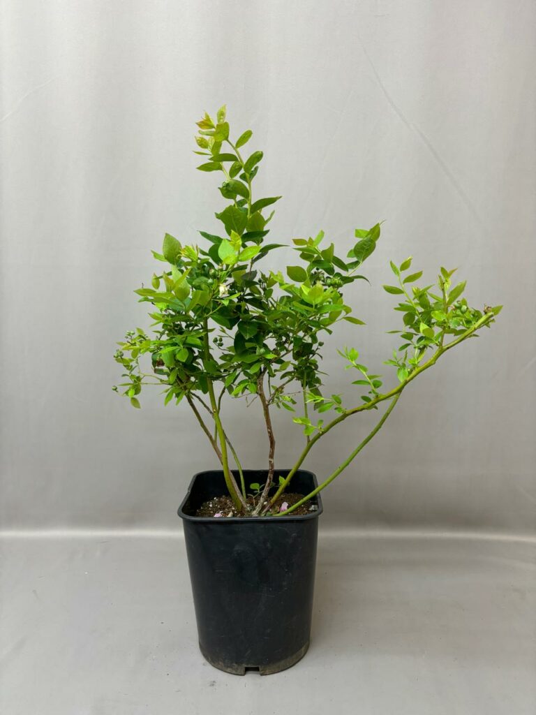 BLUEBERRY SHARP TREE 25KG - Stodels