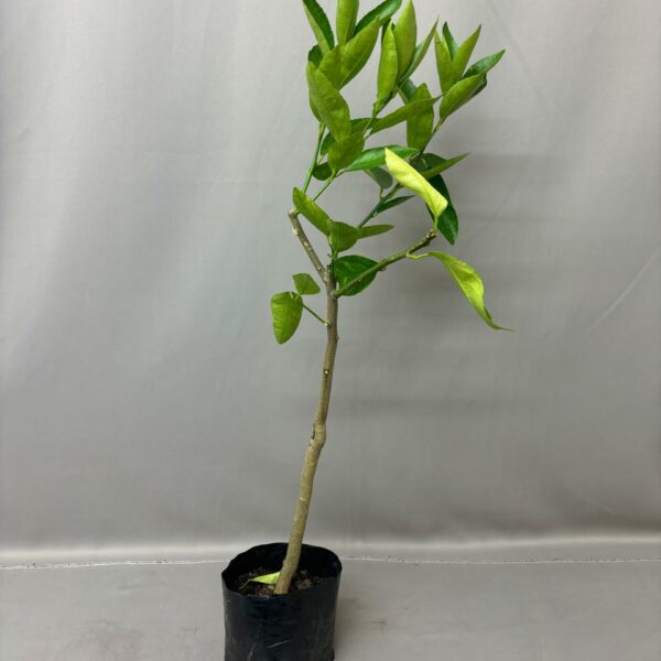 Fruit trees Archives - Stodels