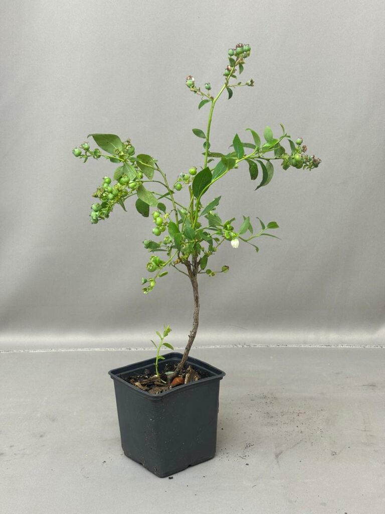BLUEBERRY 1KG FRUIT TREE - Stodels