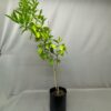 How To Plant Trees - Stodels