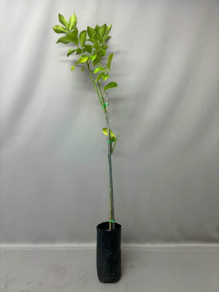 LEMON EUREKA 6KG FRUIT TREE - Stodels