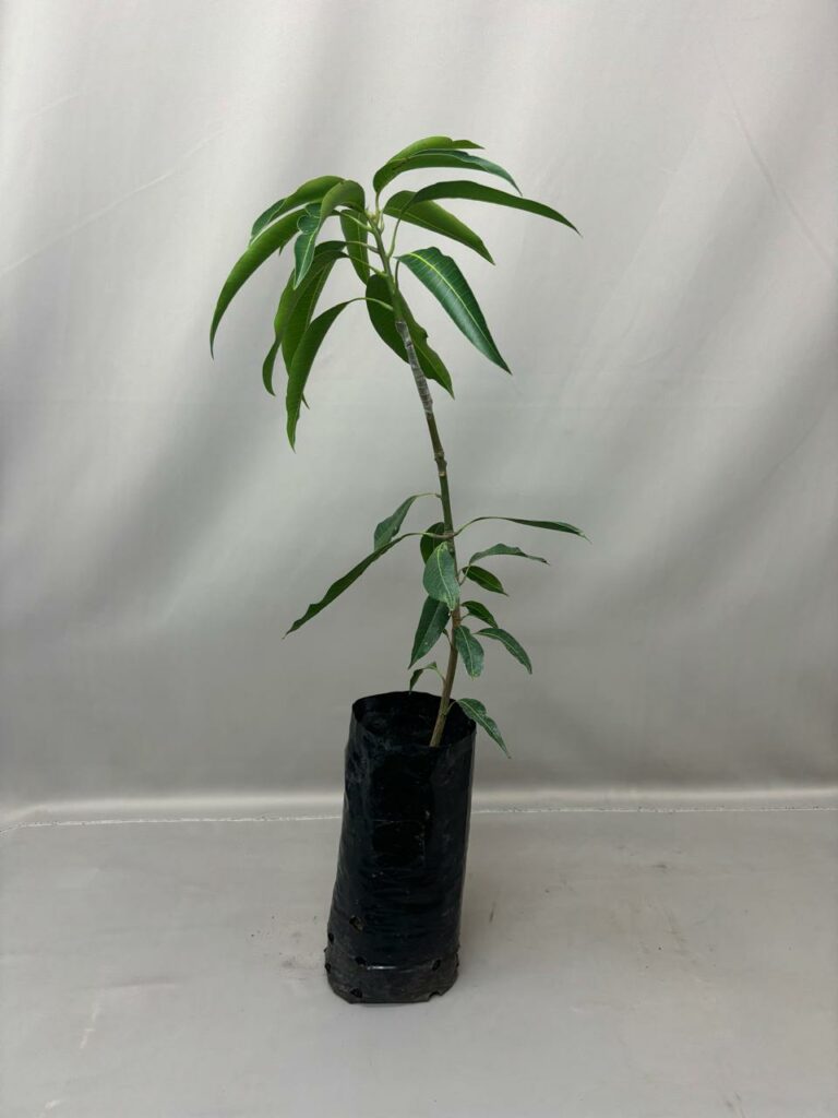 MANGO JOA 6KG FRUIT TREE - Stodels