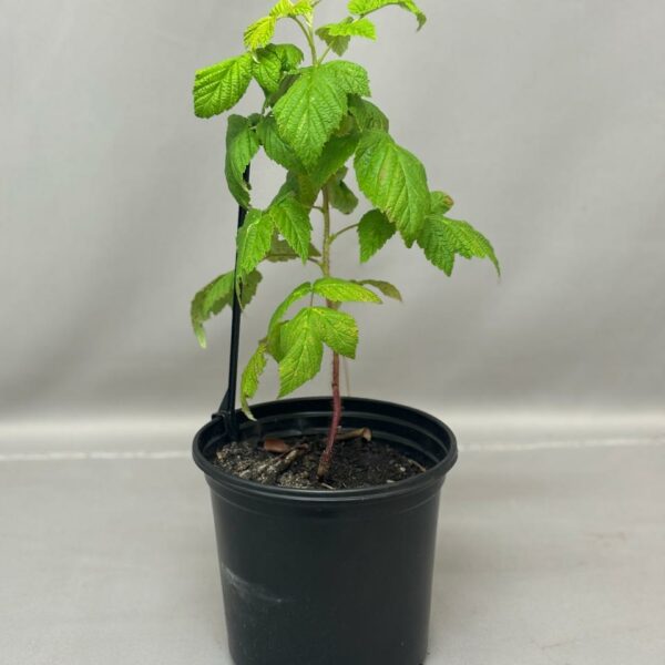 Fruit trees Archives - Stodels