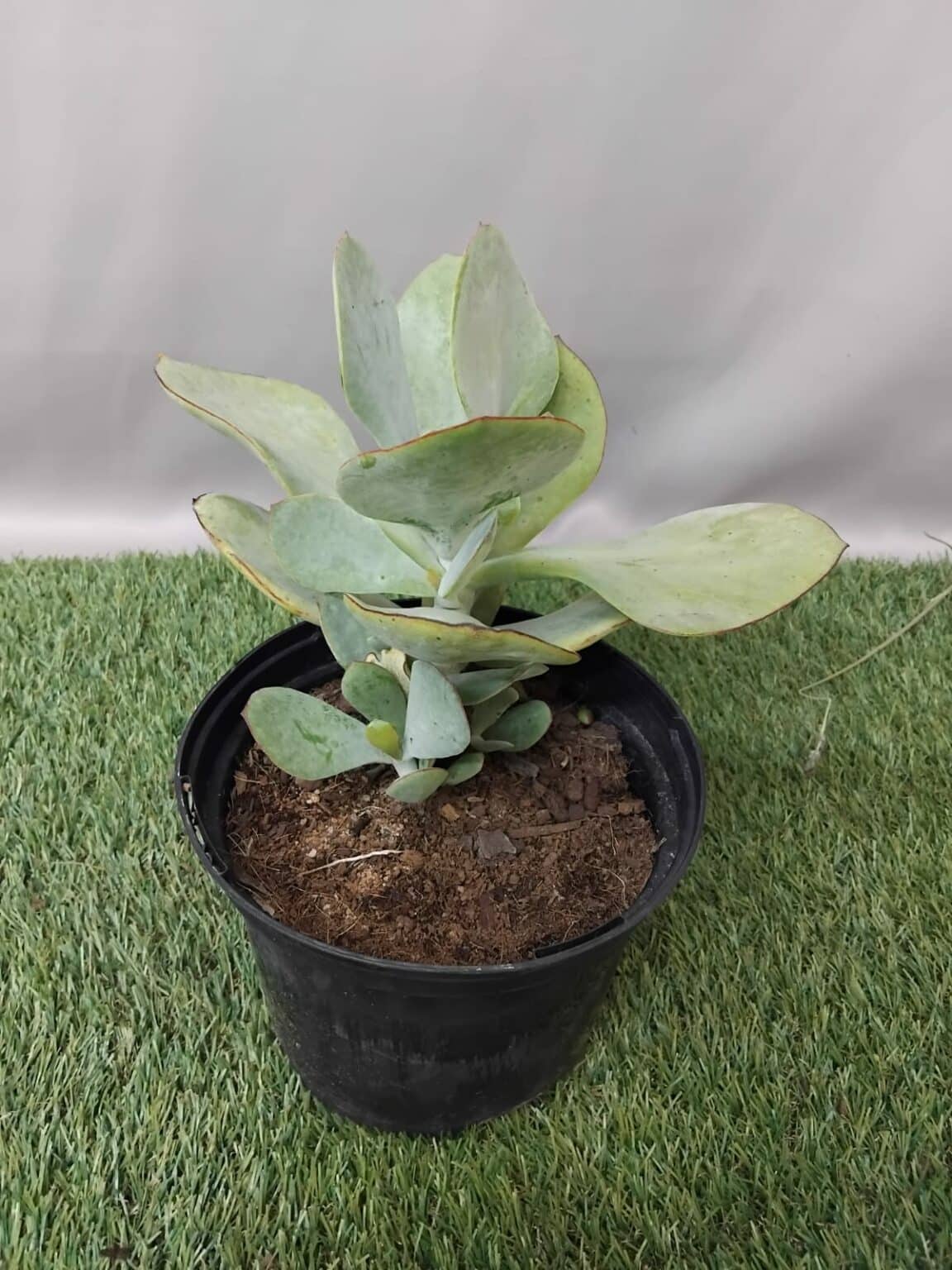 COTYLEDON ORBICULATA GREY 17CM - Stodels