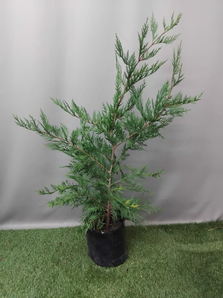 CUPRESSOCYPARIS LEYLANDII 5KG - Stodels