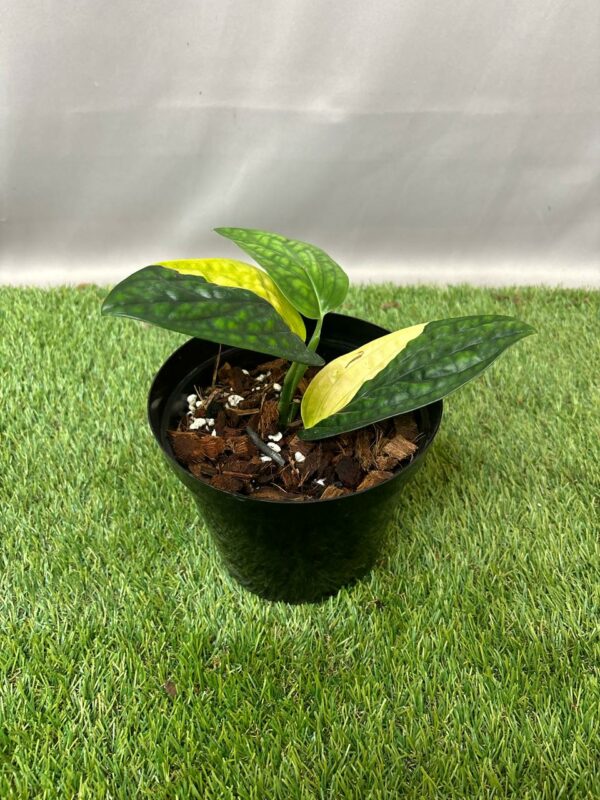 MONSTERA PERU VARIEGATED 15CM - Stodels