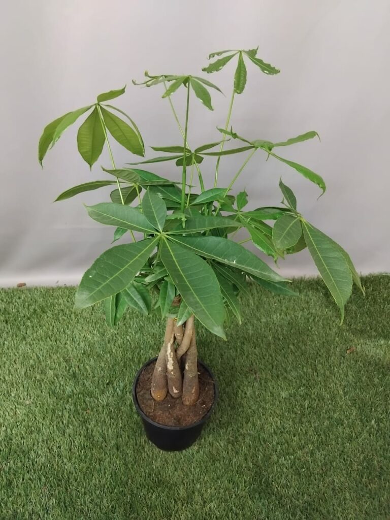 PACHIRA BRAIDED 14CM - Stodels