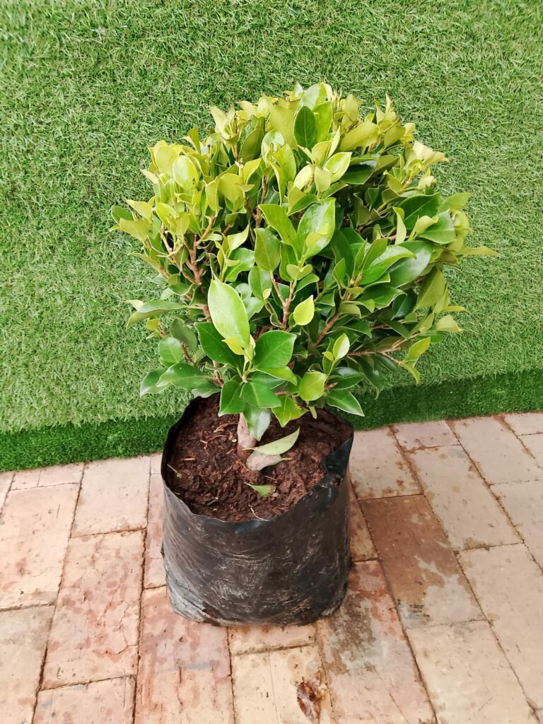 FICUS NITIDA MINI 10KG - Stodels