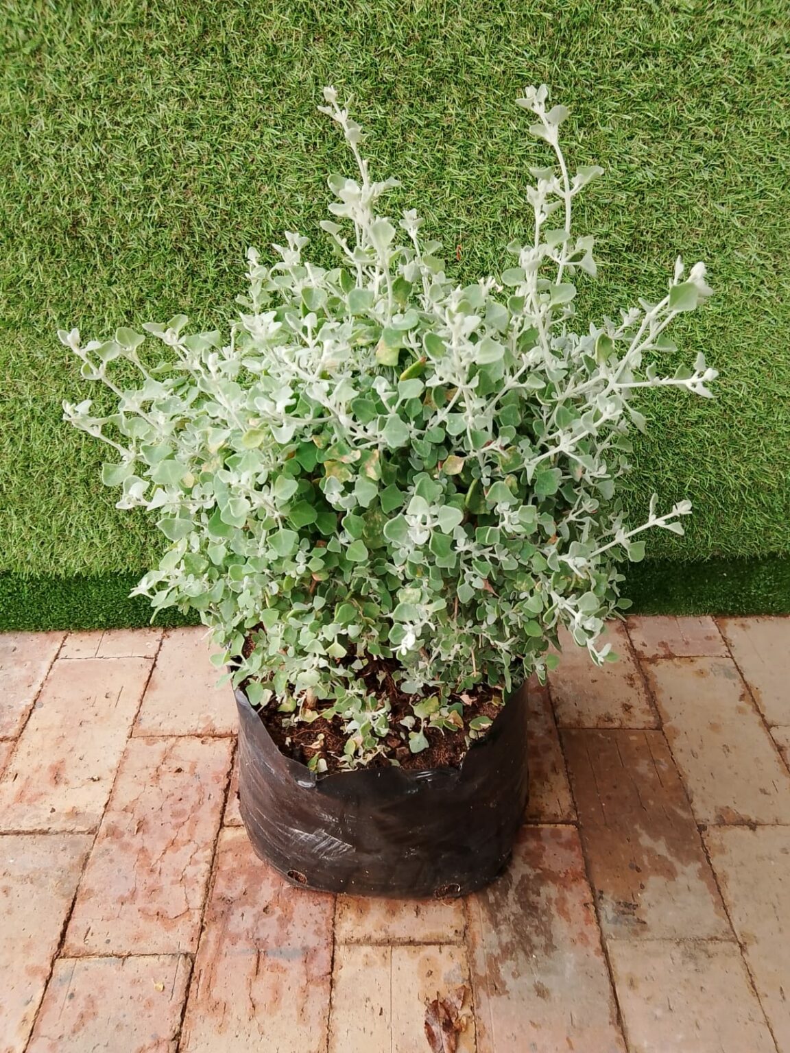 RHAGODIA HASTATA MINIBALL (SALT BUSH) 10KG - Stodels