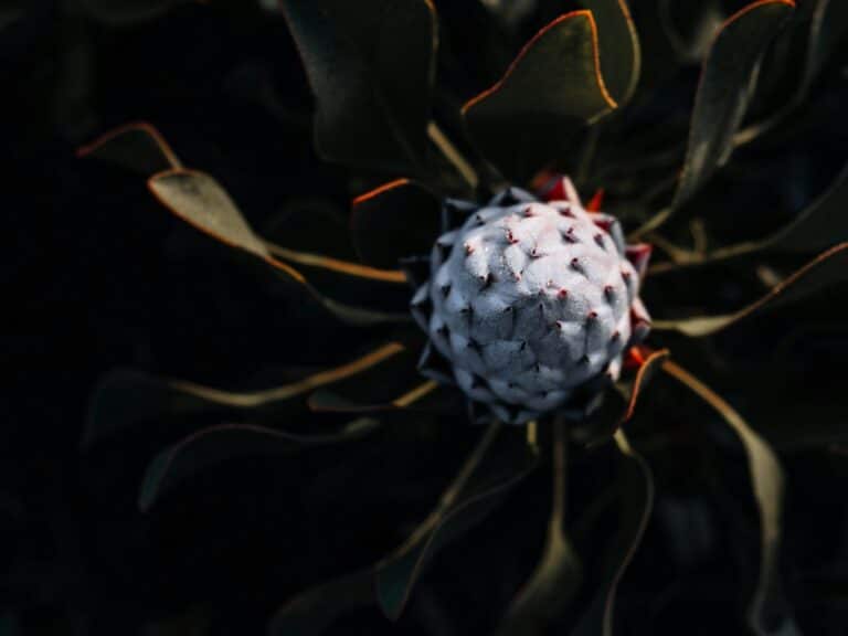 Growing fynbos: All you need to know to get started - Stodels