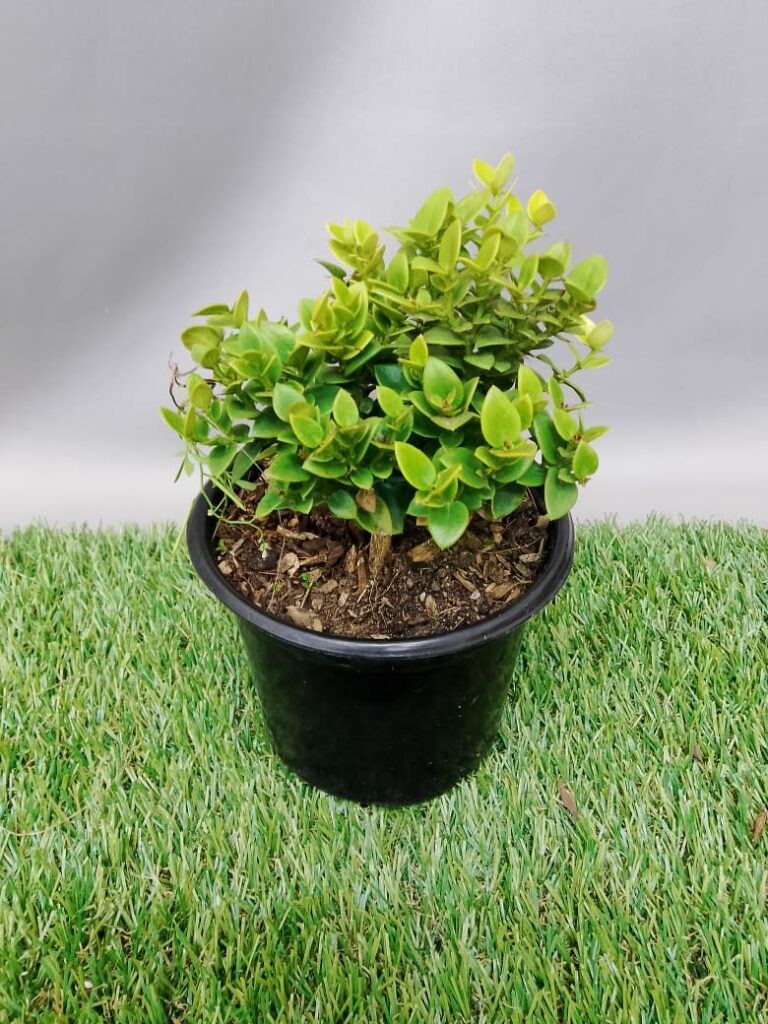 CARISSA BISPINOSA STORM 12CM - Stodels
