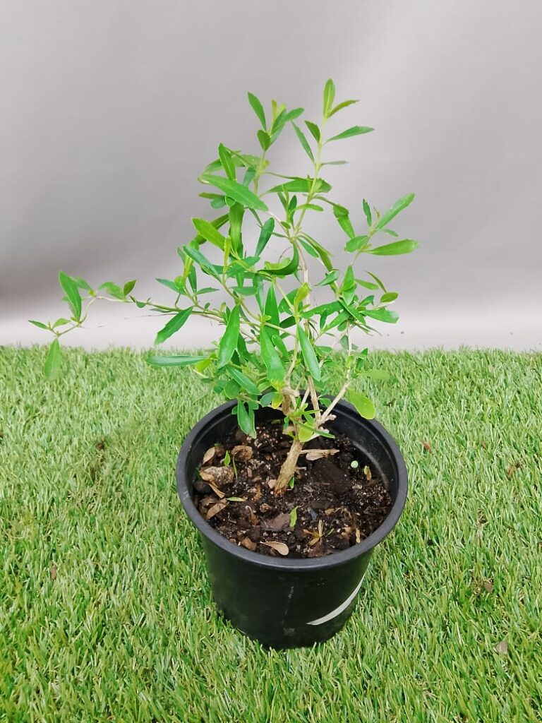 FREYLINIA TROPICA 12CM - Stodels