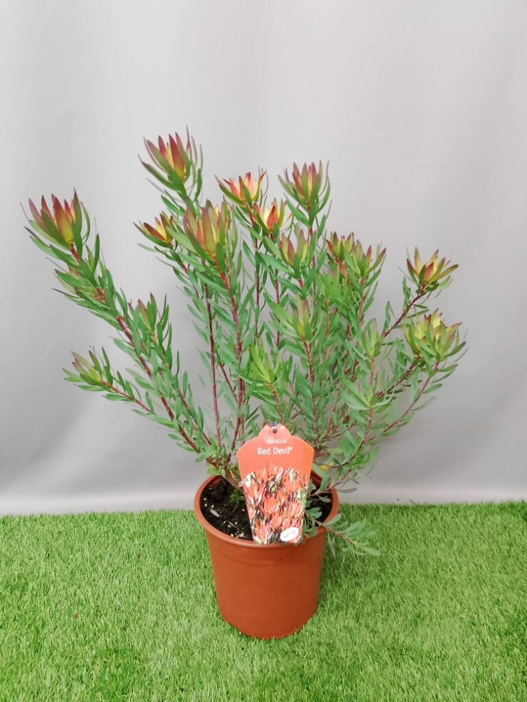 LEUCADENDRON RED DEVIL 22CM - Stodels