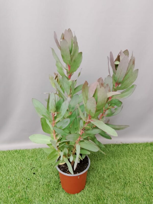 PROTEA SHARONET 15CM - Stodels