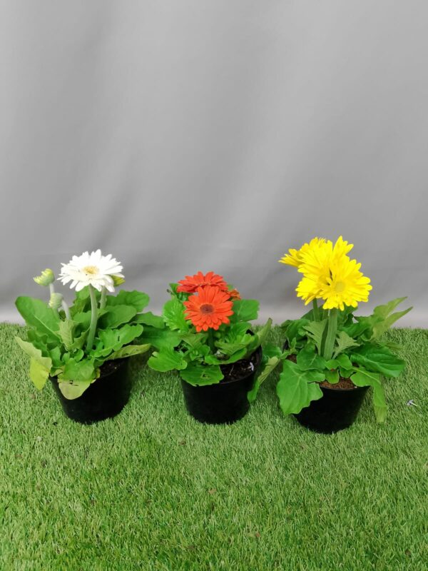 BARBERTON DAISY 15CM - Stodels