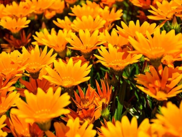 How to Grow & Care for African Daisies - Stodels