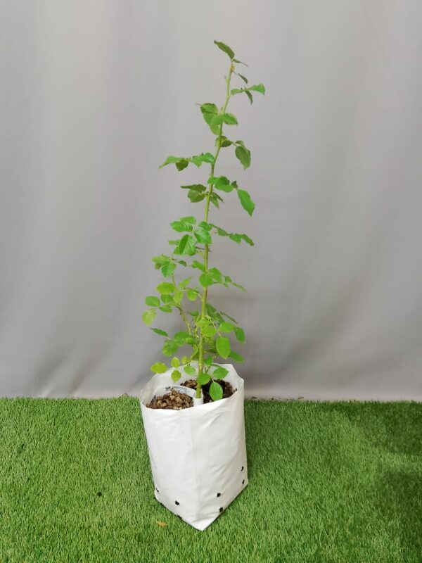 ROSE ANDREA STELZER 5KG - Stodels