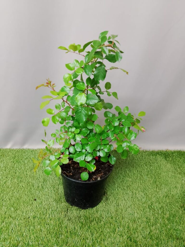 ROSE LITTLE PINK HEDGE 21CM - Stodels