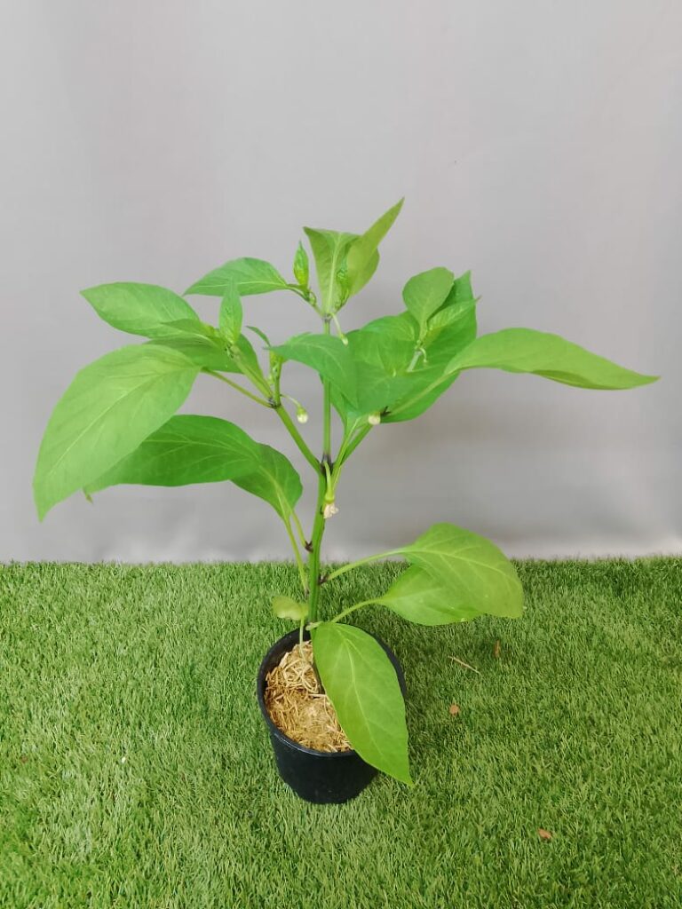 HERB CAPSICUM LEMON SPICE JALAPENO 15CM - Stodels