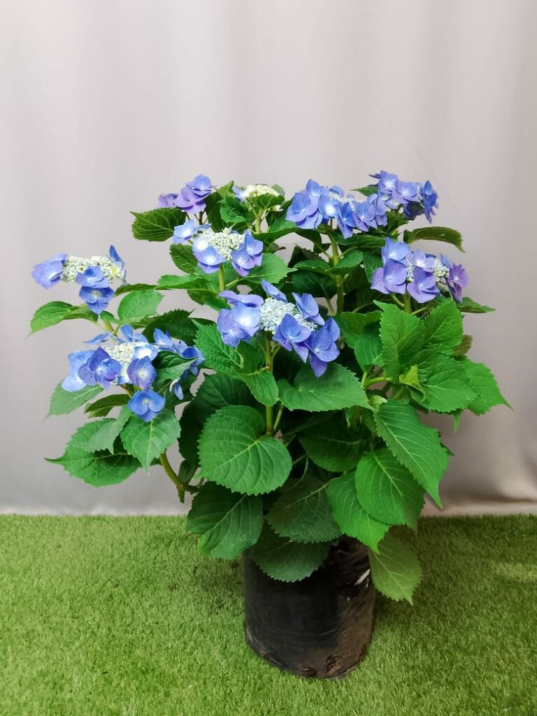 HYDRANGEA ASSORTED 20KG - Stodels