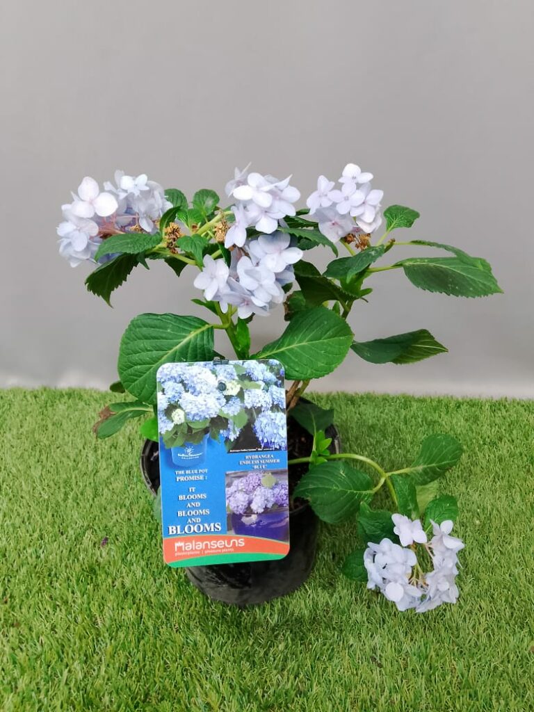 HYDRANGEA ENDLESS SUMMER BLUE 19CM - Stodels