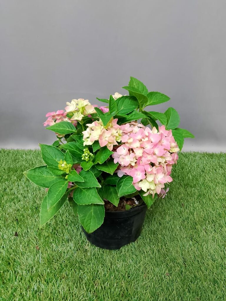 HYDRANGEA MACROPHYLLA DWARF 17CM - Stodels