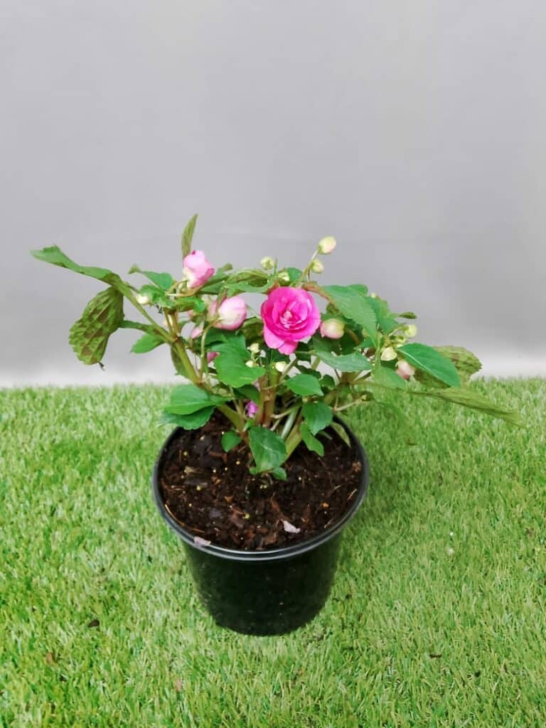 IMPATIENS HOT PINK 15CM - Stodels