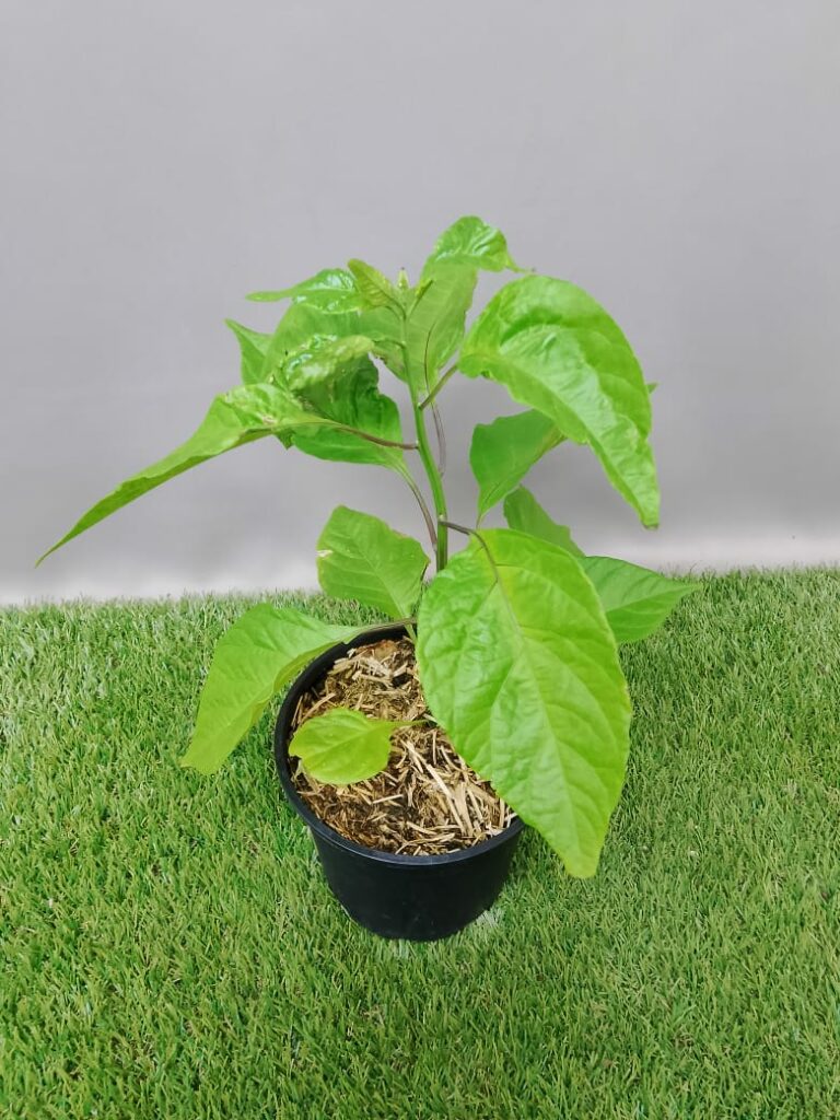 HERB CAPSICUM CAROLINA REAPER 15CM - Stodels