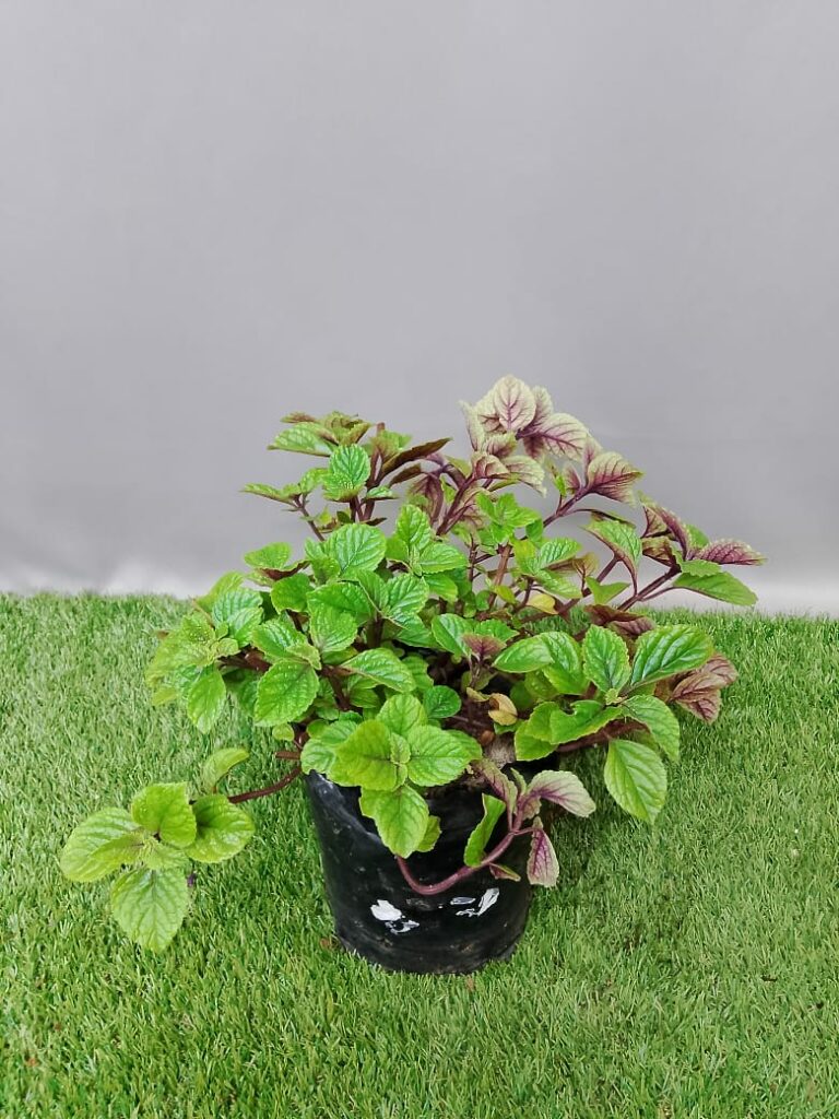 PLECTRANTHUS CILIATUS 4KG - Stodels
