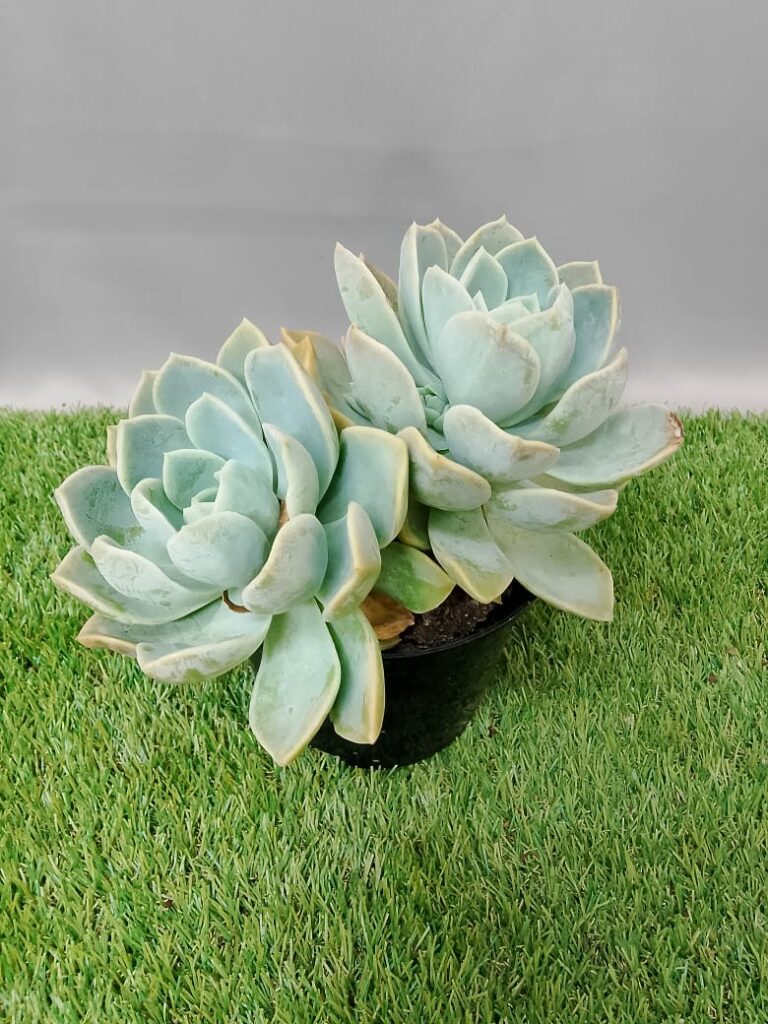 ECHEVERIA ROSEA 15CM - Stodels