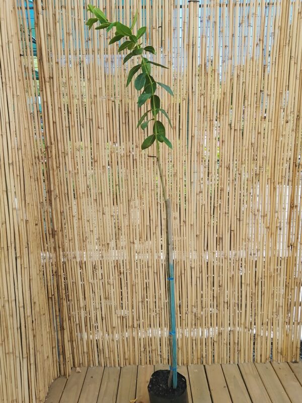 DAIS COTINIFOLIA 10KG - Stodels
