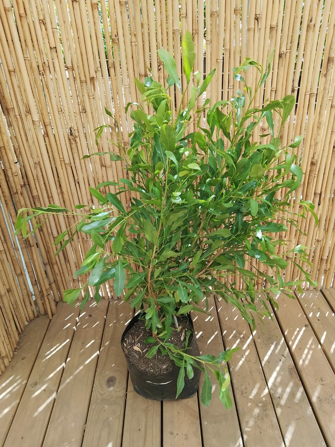 DODONAEA VISCOSA ANGUSTIFOLIA 10KG - Stodels