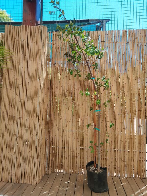FICUS NATALENSIS 20KG - Stodels