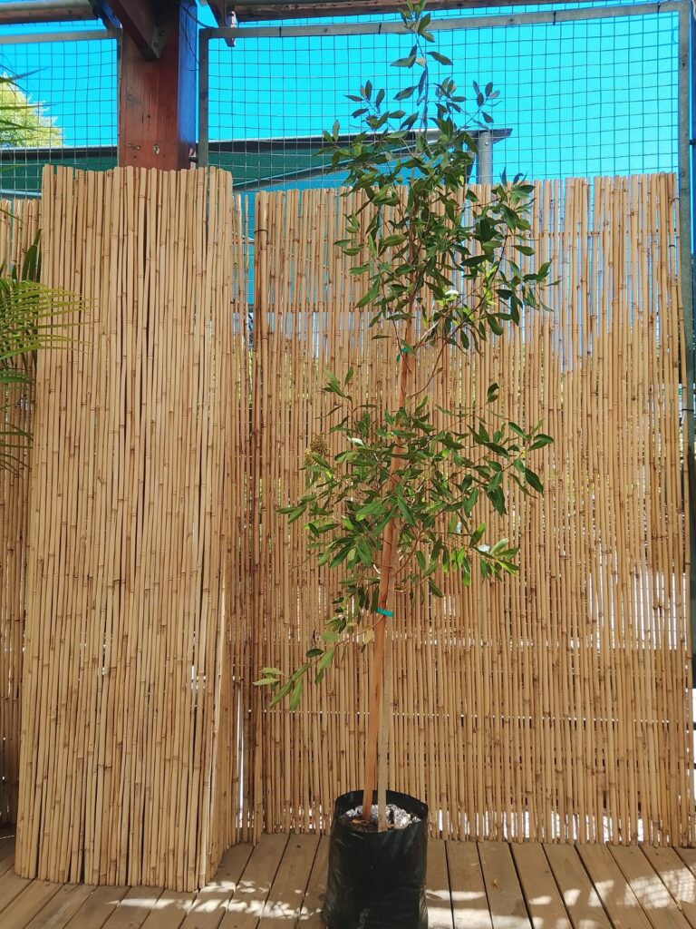 FICUS RUBIGINOSA 20KG - Stodels