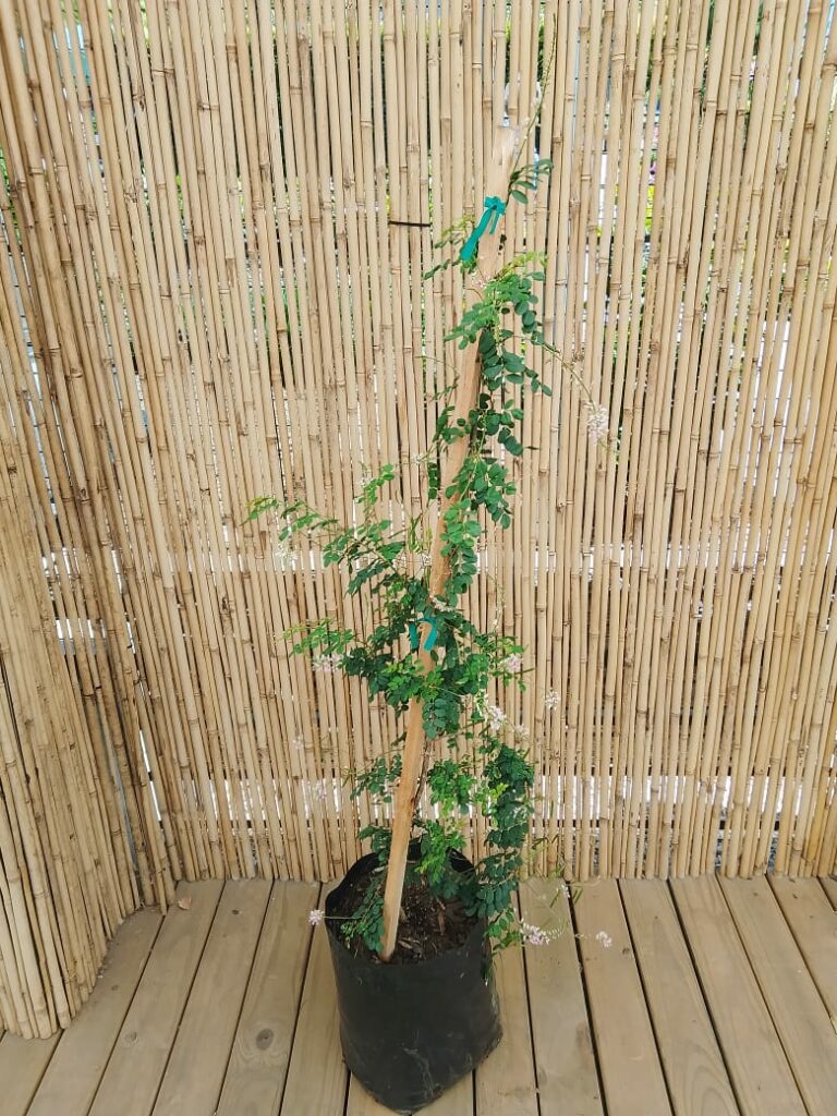 INDIGOFERA JUCUNDA 20KG - Stodels